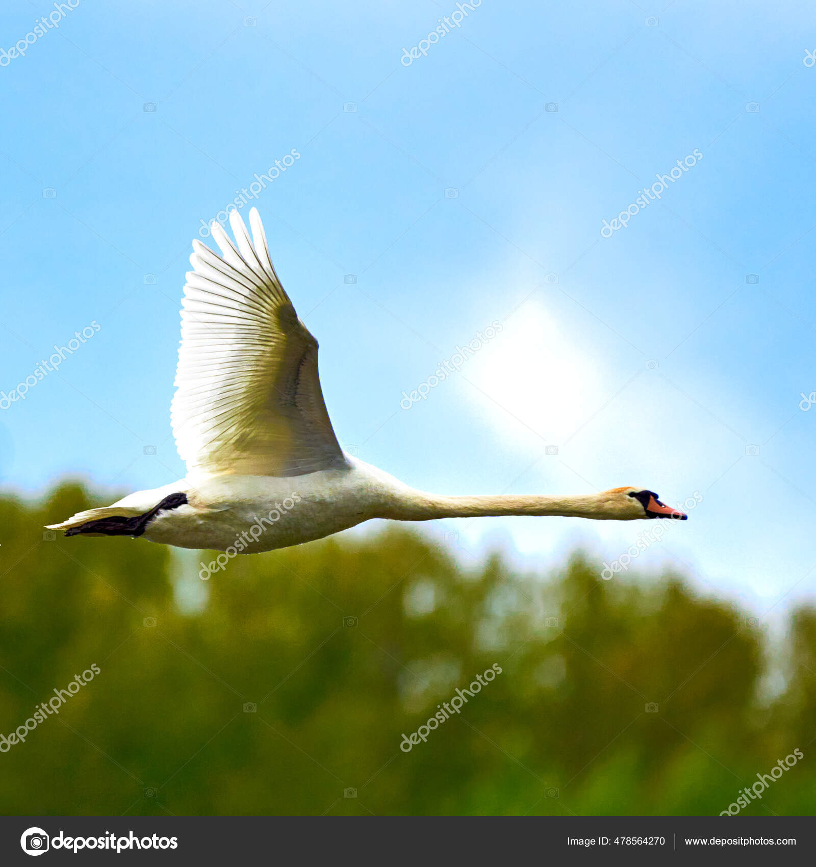 Beautiful Swan Flying