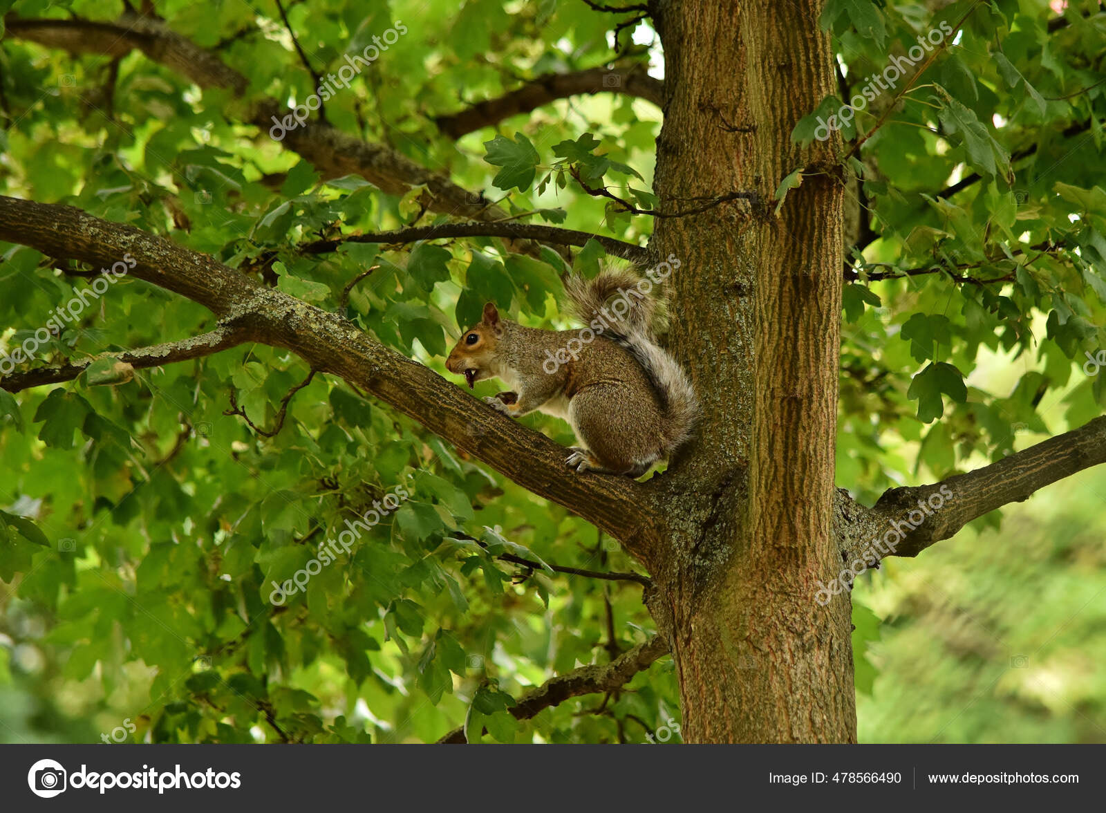 Invasive Eastern Gray Squirrel Gray Squirrel Sciurus Carolinensis Tree ...
