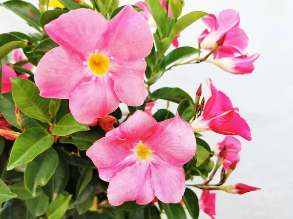 Mandevilla Stock Photos, Royalty Free Mandevilla Images | Depositphotos