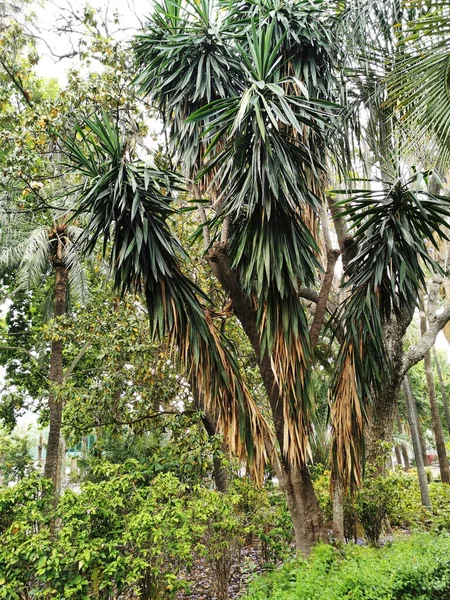 Tiger balm gardens Stock Photos, Royalty Free Tiger balm gardens Images ...