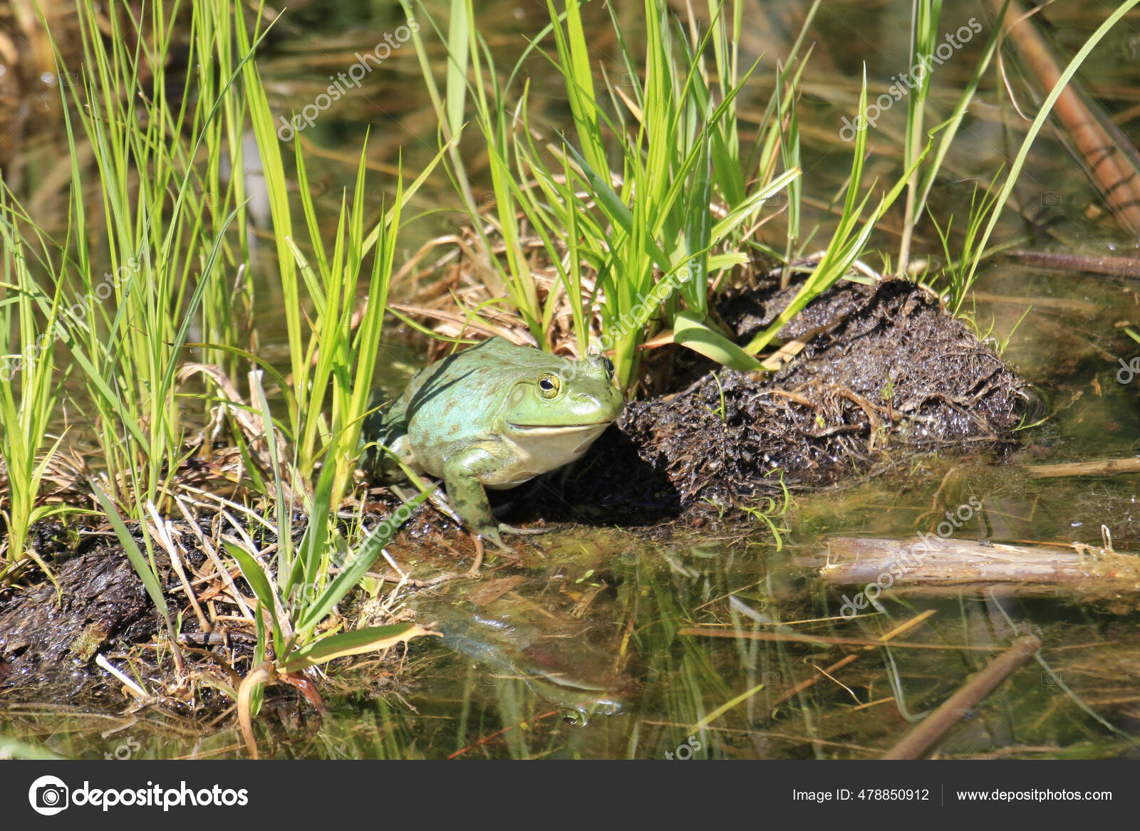 Fat North American Bullfrog Standing Log Lake Swamps Tall Grass — Stock ...