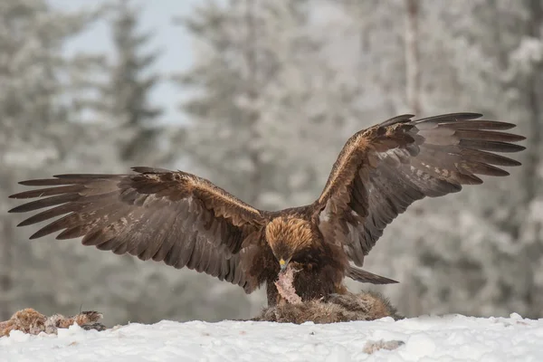 Eagle rip Stock Photos, Royalty Free Eagle rip Images | Depositphotos