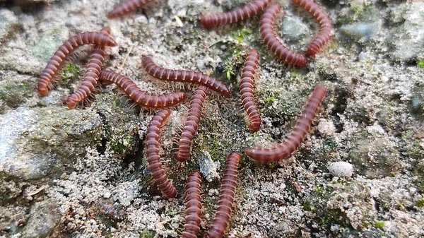 Salchipapas peru Stock Photos, Royalty Free Salchipapas peru Images ...