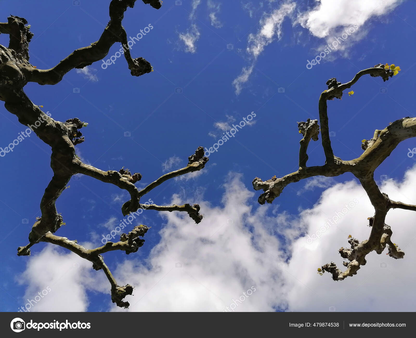 Low Angle Shot Bare Tree Branches Cloudy Sky — Stock Photo © Wirestock #479874538