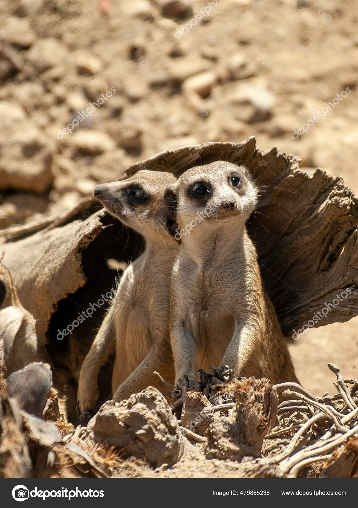 Closeup Shot Two Meerkats Suricata Standing Looking — Stock Photo © Wirestock #479885238