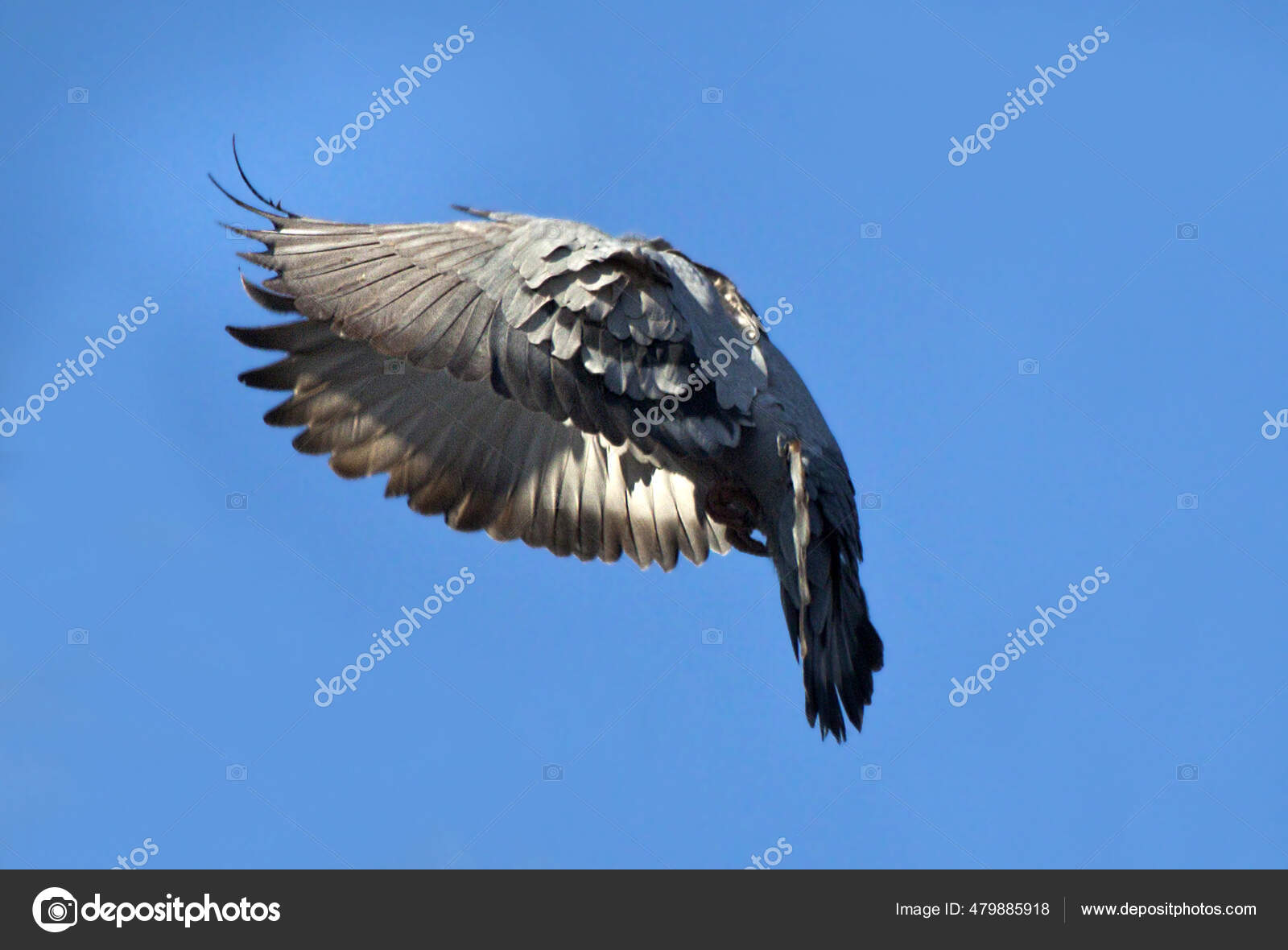 Flying Bird Wings Pointed Forward Isolated Blue Sky Background — Stock ...