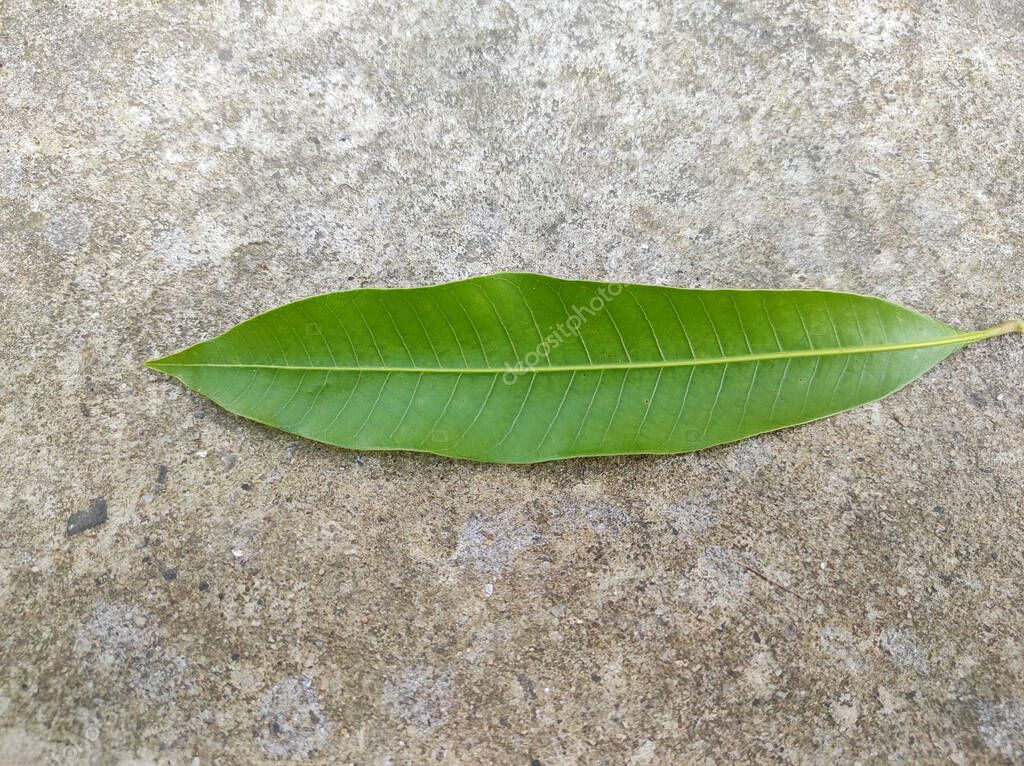El primer plano de la hoja de mango común (Mangifera indica) en el ...