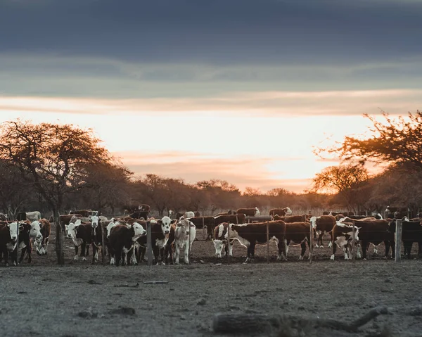 Cattle sunset Stock Photos, Royalty Free Cattle sunset Images ...