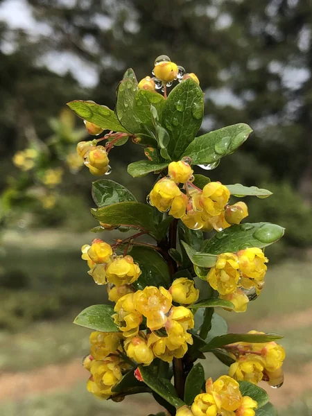 European barberry Stock Photos, Royalty Free European barberry Images ...