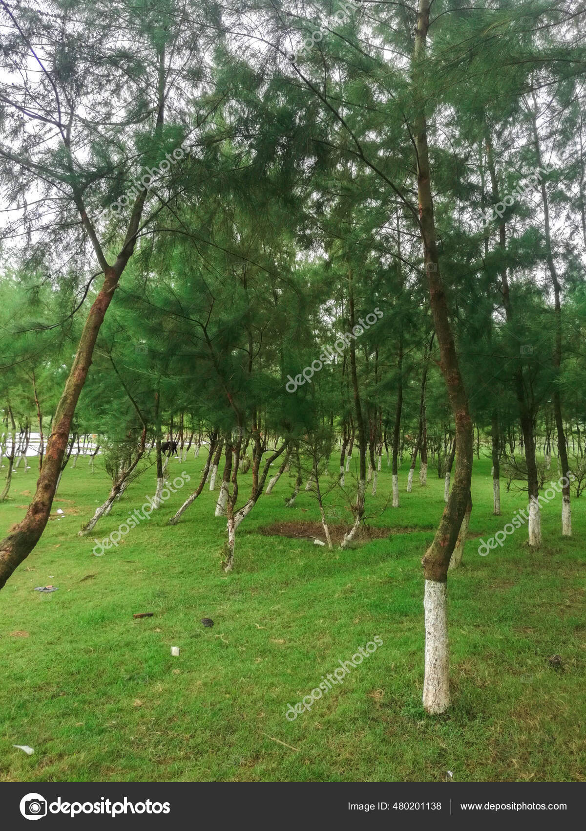 Vertical Shot Park Slim Trees Painted Trunks — Stock Photo © Wirestock ...