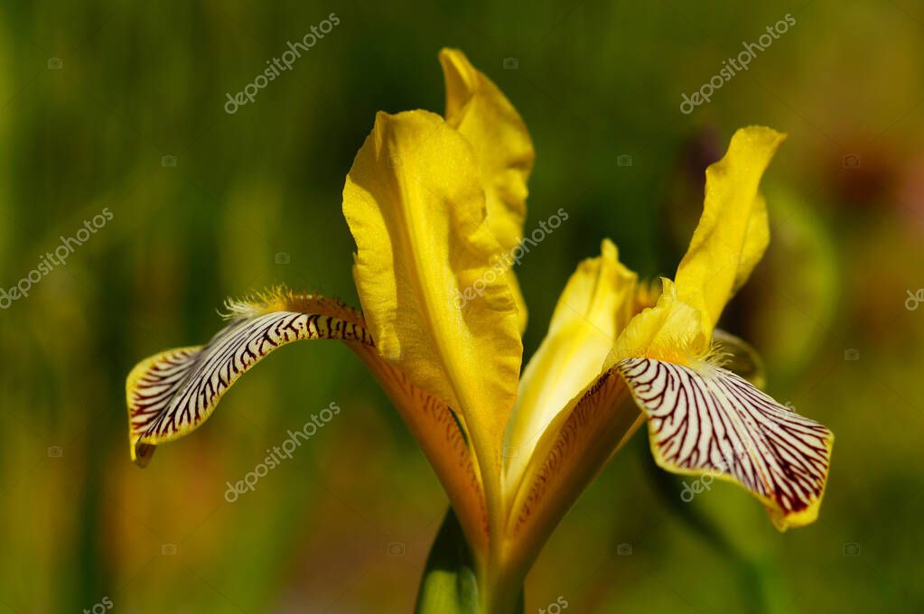 Flor de un iris amarillo en el jardín botánico de Frankfurt ...