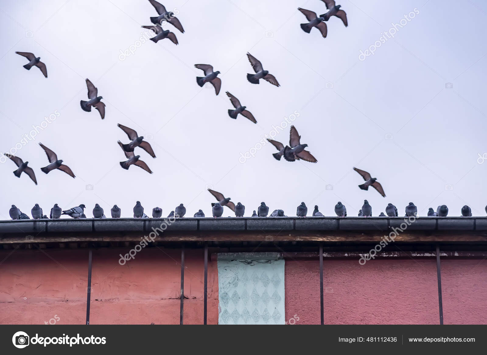 Grupo Palomas Volando Posadas Techo — Foto de stock #481112436 © Wirestock