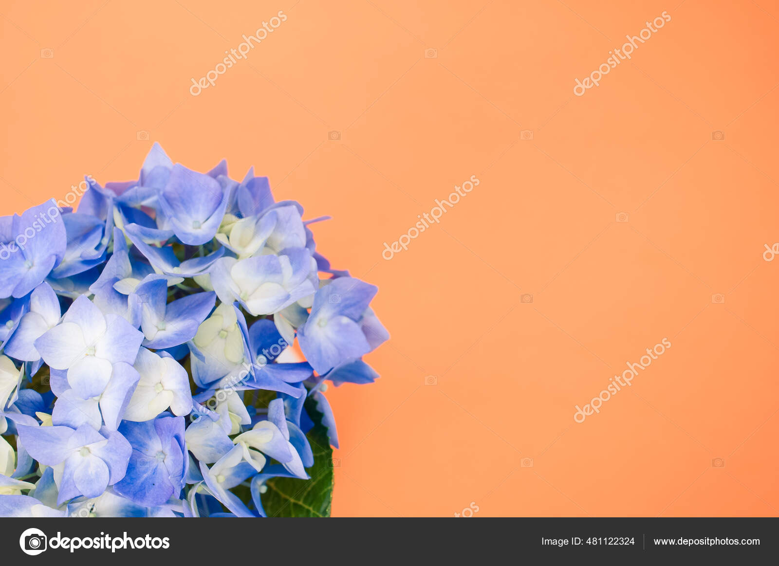 Top View Blue Hydrangeas Orange Background Copy Space Stock Photo by ...