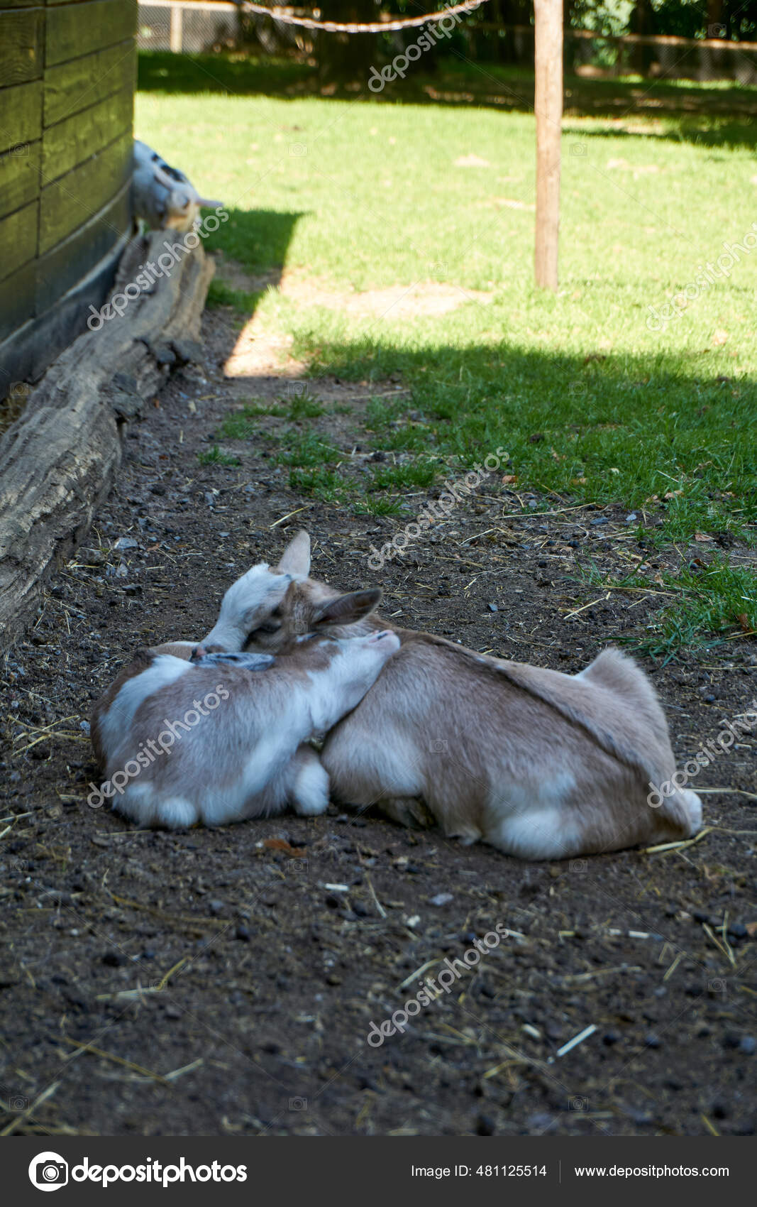 Shot Small Cute Goats — Stock Photo © Wirestock #481125514