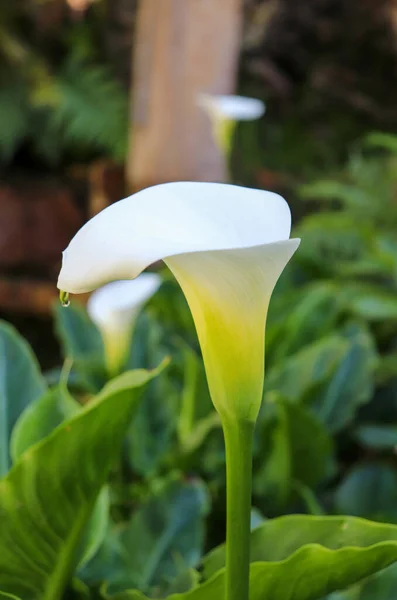 Cala lily Stock Photos, Royalty Free Cala lily Images | Depositphotos