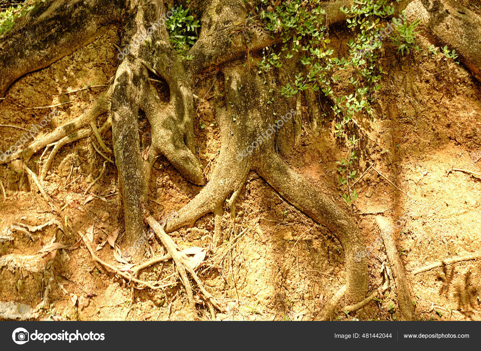 Tree Roots Growing Old Mud Bank Has Eroded Expose Roots — Stock Photo ...