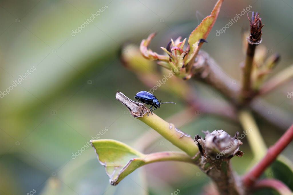Chrysolina coerulans es una especie de coleóptero de la familia ...
