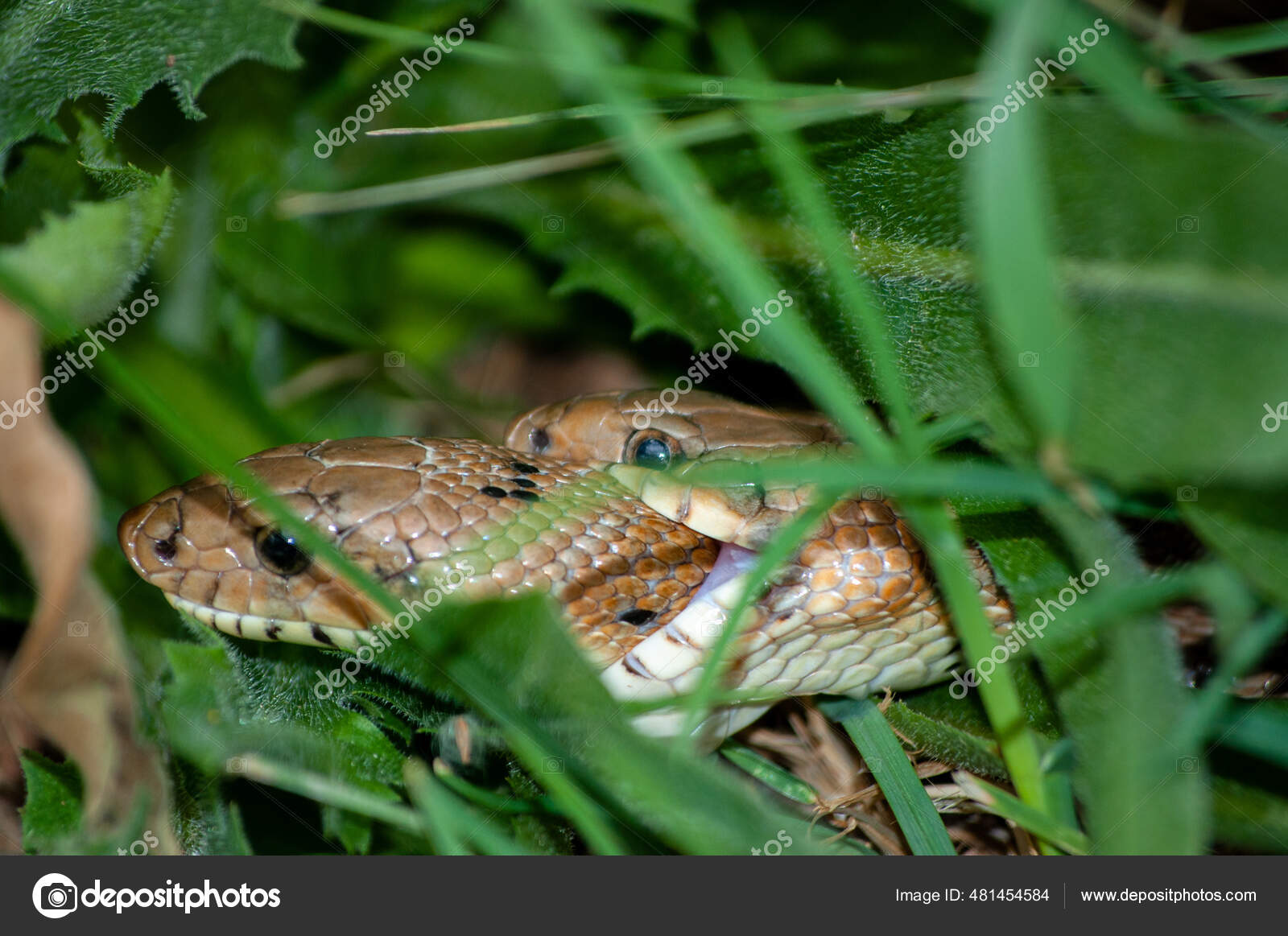 Two Ladder Snakes Zamenis Scalaris Biting Male Female Reproduction ...