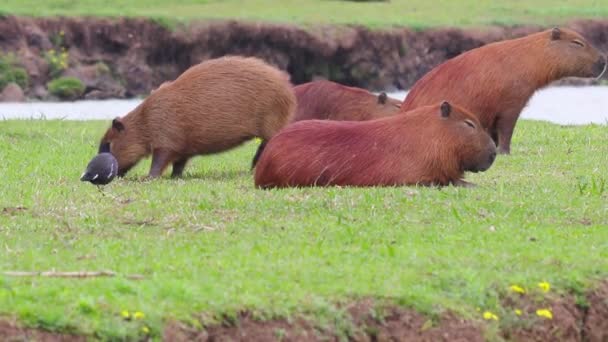 505 Capybara Videos, Royalty-free Stock Capybara Footage | Depositphotos