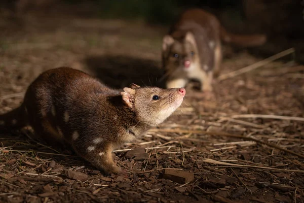 Quoll Stock Photos, Royalty Free Quoll Images | Depositphotos
