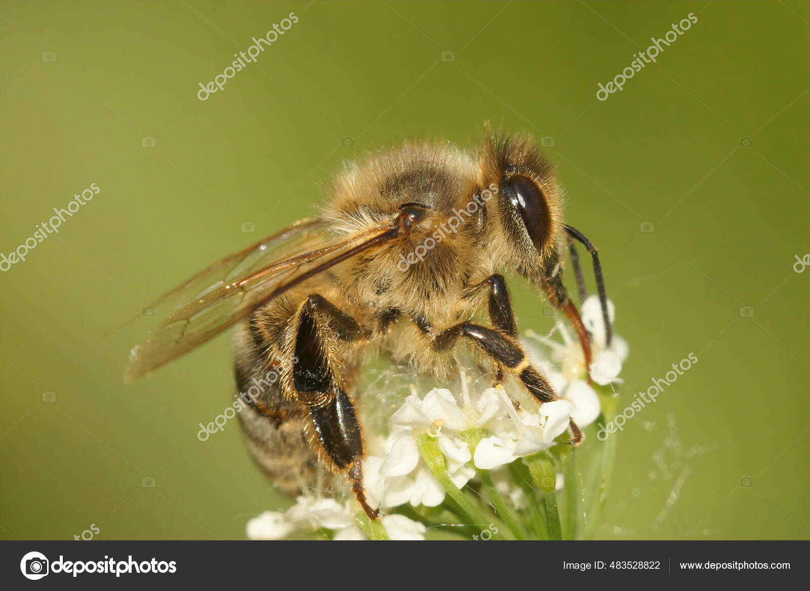 Closeup Shot Honey Bee Pollinating Flower — Stock Photo © Wirestock ...