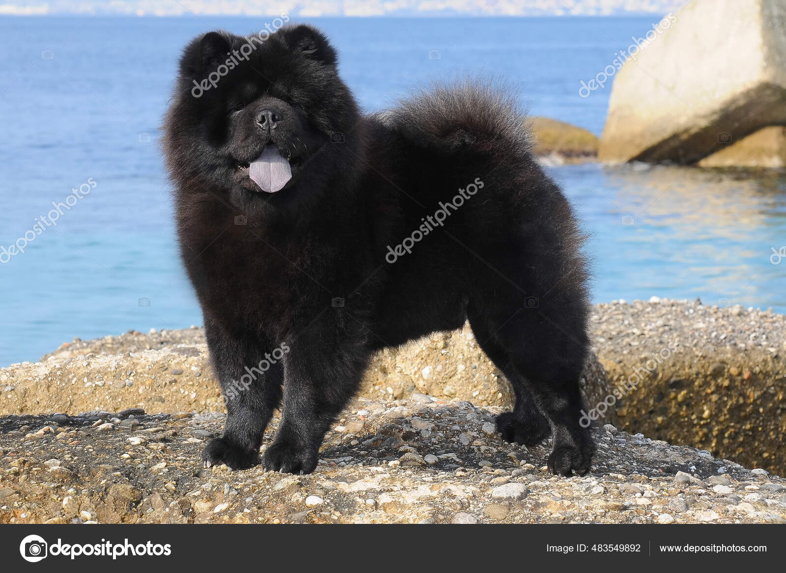 Black Chow Chow Puppy