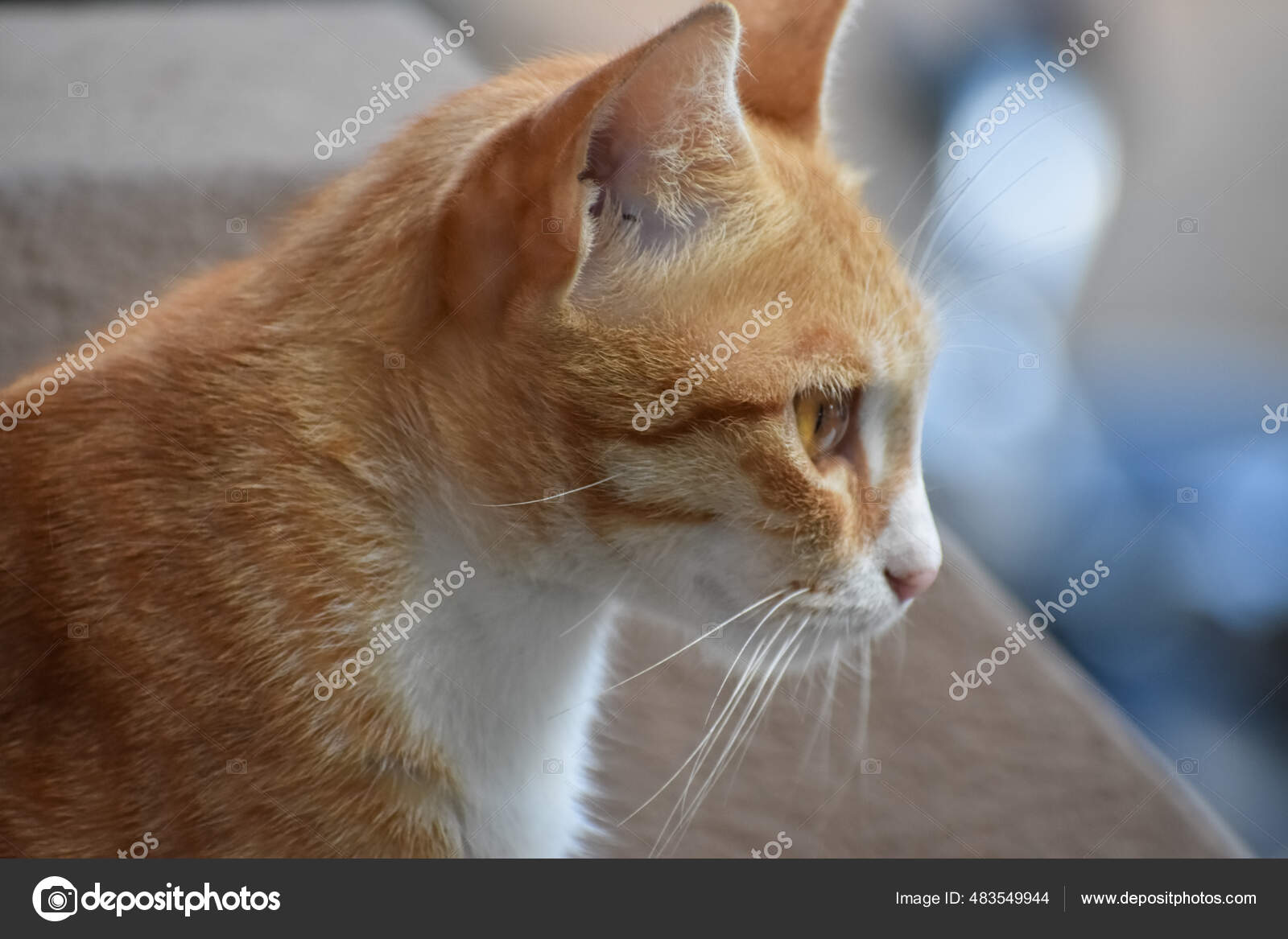 Side Profile Adorable Ginger Cat Looking Aside Blurred Background Stock ...