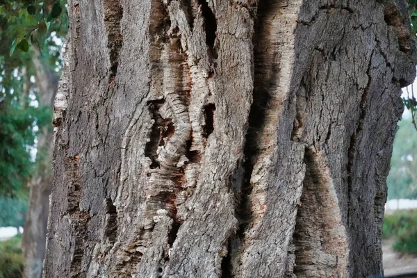 Mastic gum tree Stock Photos, Royalty Free Mastic gum tree Images ...