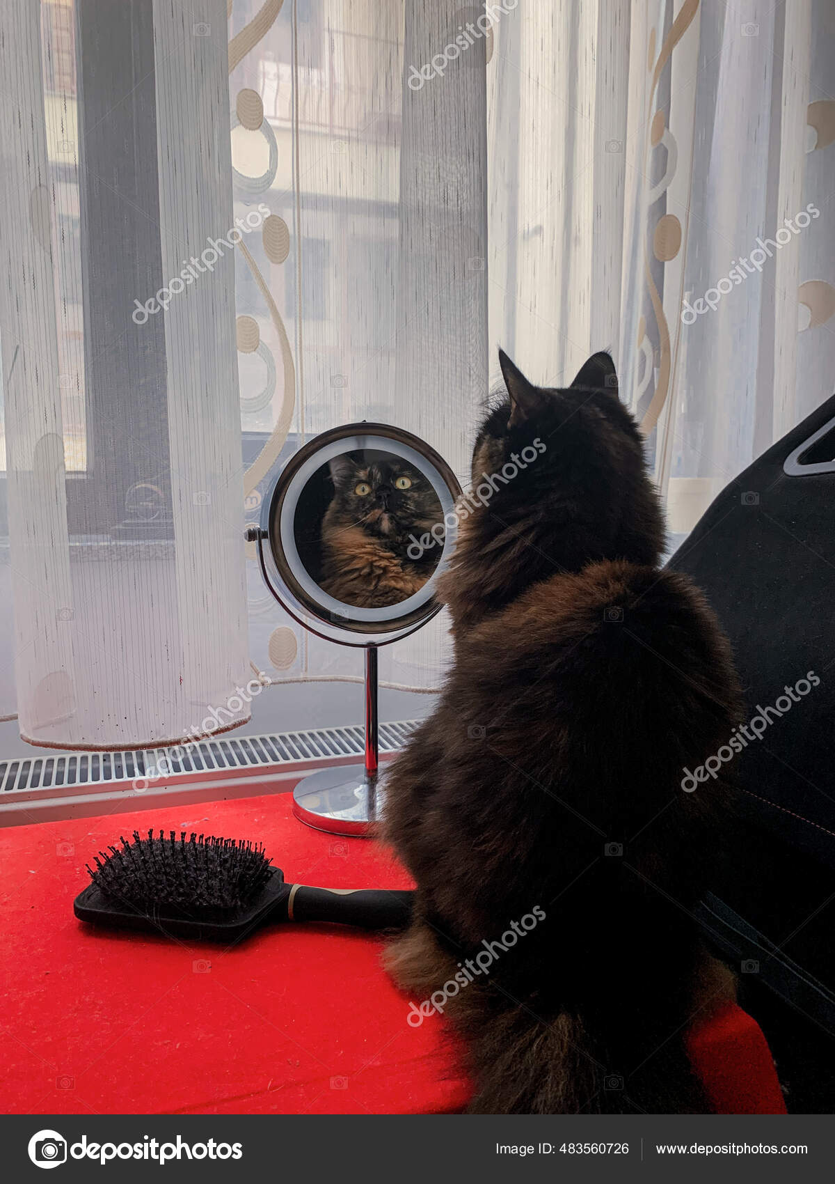 Cat Looking Up Back View