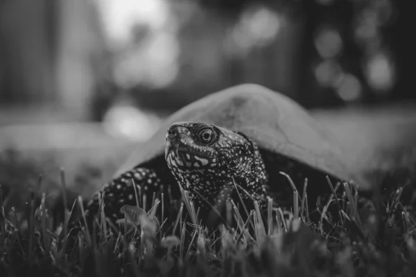 Forest turtle Stock Photos, Royalty Free Forest turtle Images ...