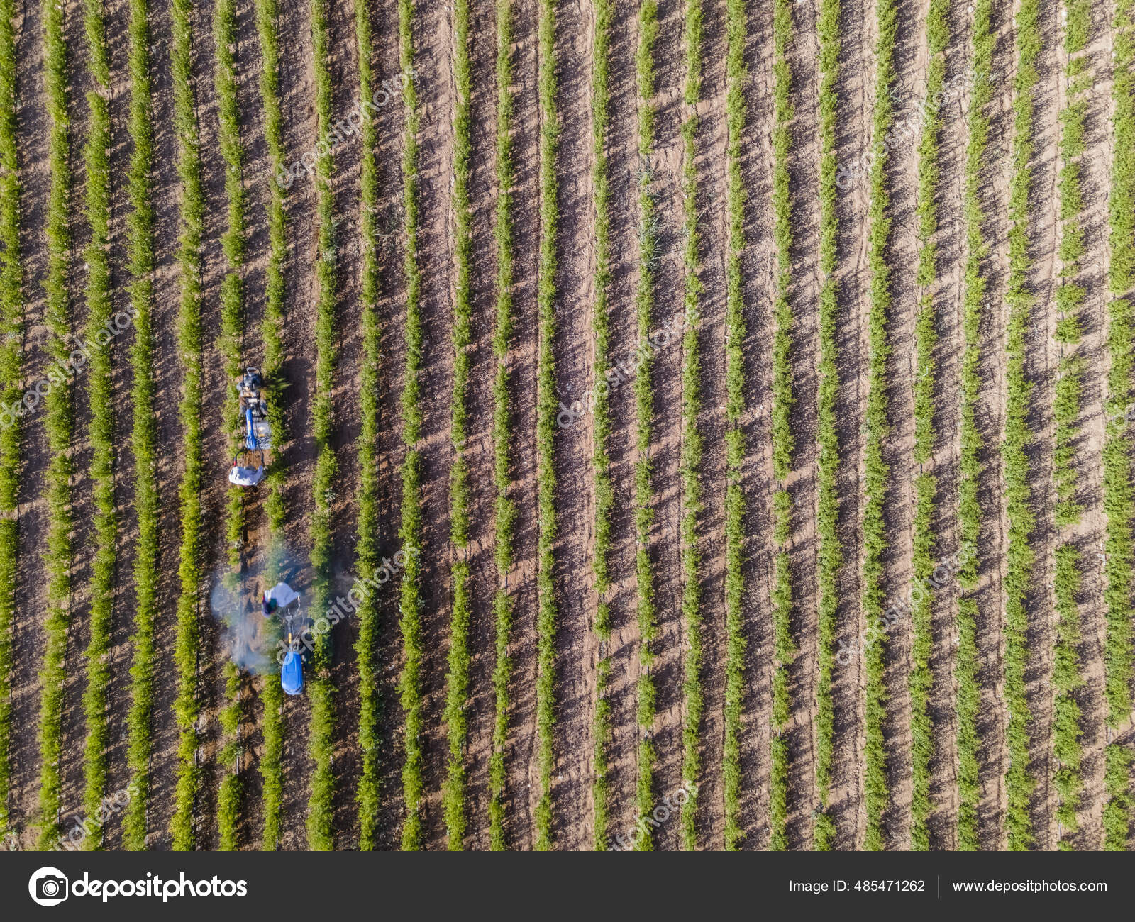 Top View Cultivation Fresh Fruit Tree Saplings Stock Photo by ...