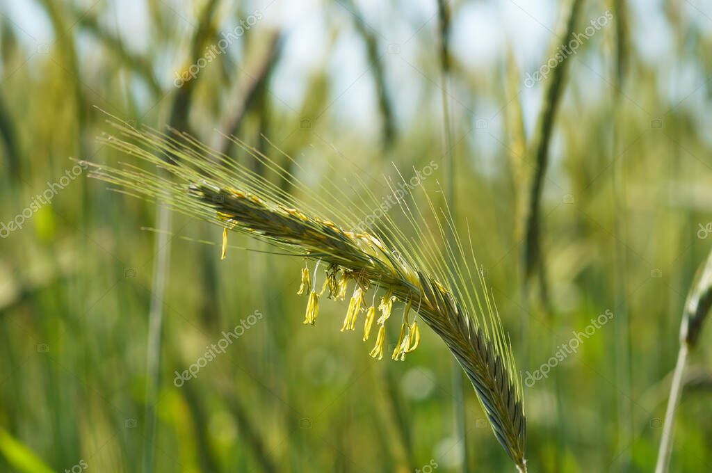Los estambres de la oreja de centeno a la luz del sol en el campo. El ...
