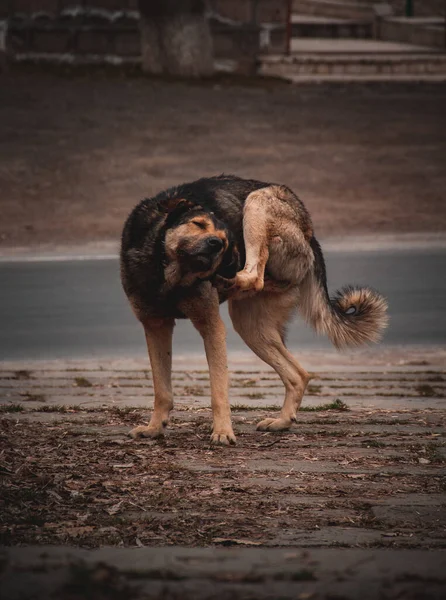 Dog mating Stock Photos, Royalty Free Dog mating Images | Depositphotos