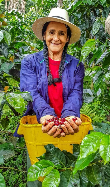 Mujer cortando café fotos de stock, imágenes de Mujer cortando café sin ...
