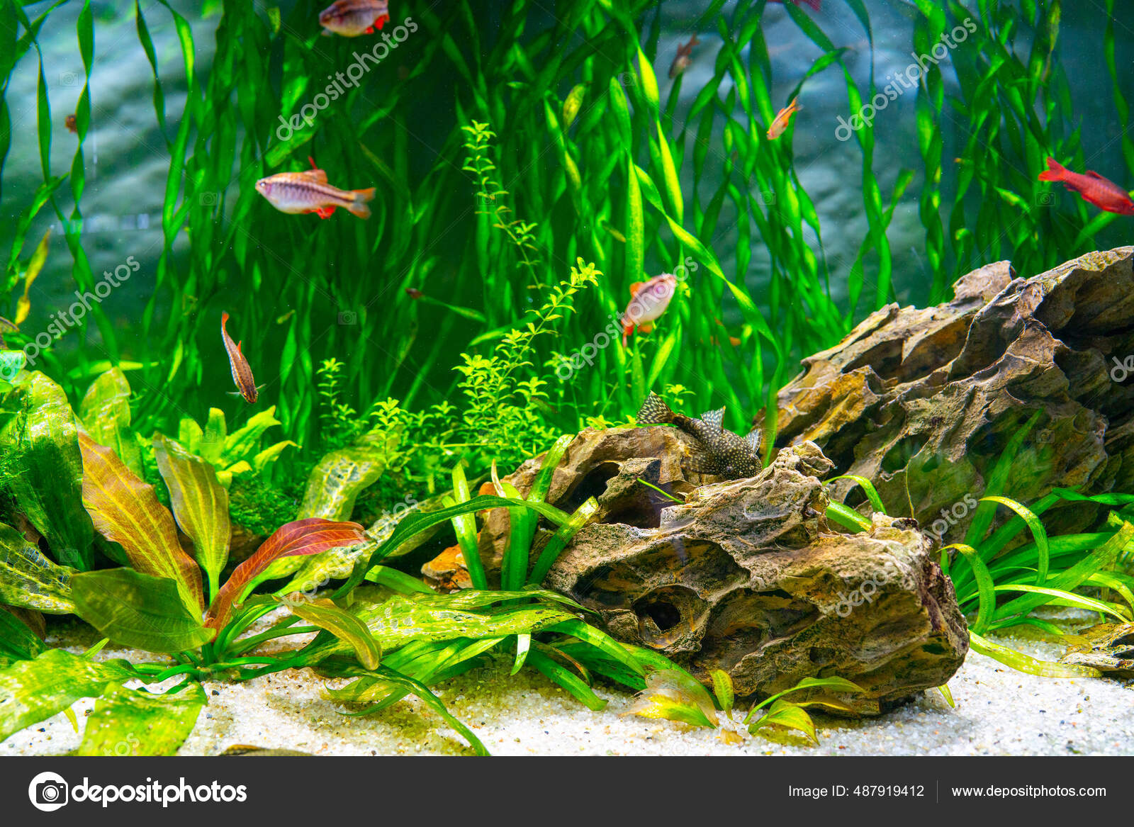 Beautiful Aquarium Wallpapers