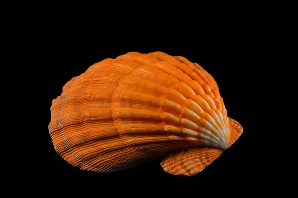 Chata shell Stock Photos, Royalty Free Chata shell Images | Depositphotos