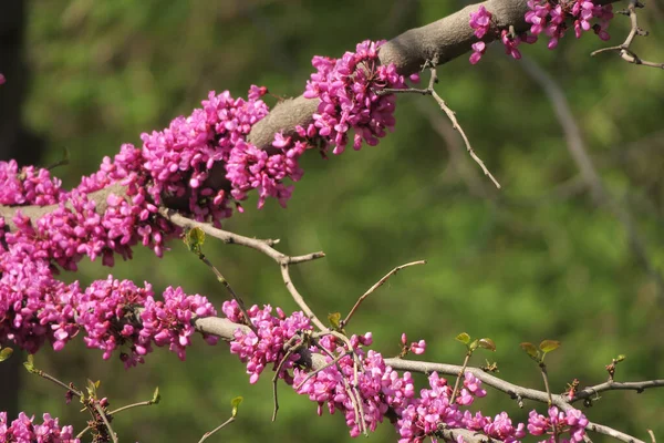 Flower of chinese redbud Stock Photos, Royalty Free Flower of chinese ...