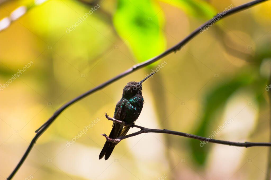 Un primer plano de un colibrí de abeja posado en una rama 2024