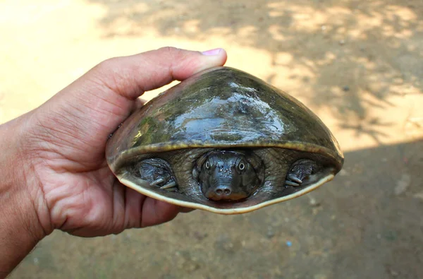 Indian drop turtle Stock Photos, Royalty Free Indian drop turtle Images ...