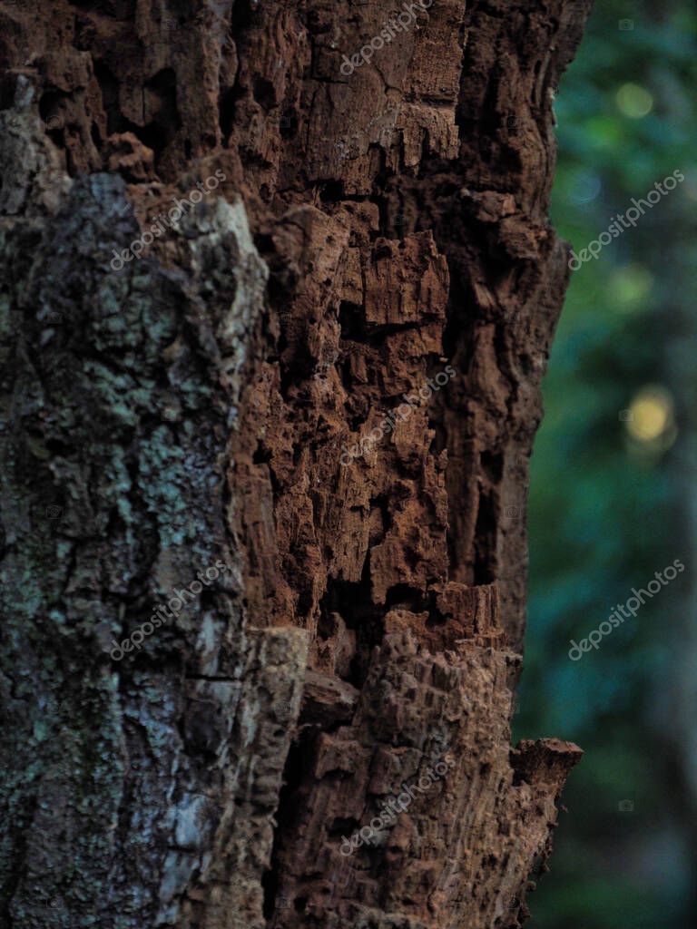 Un primer plano de la textura de la corteza del árbol, Ernie Miller ...