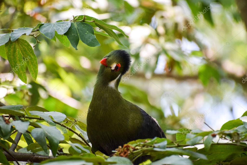 Un lindo turaco de mejillas blancas en una ramita de árbol en la selva 2022