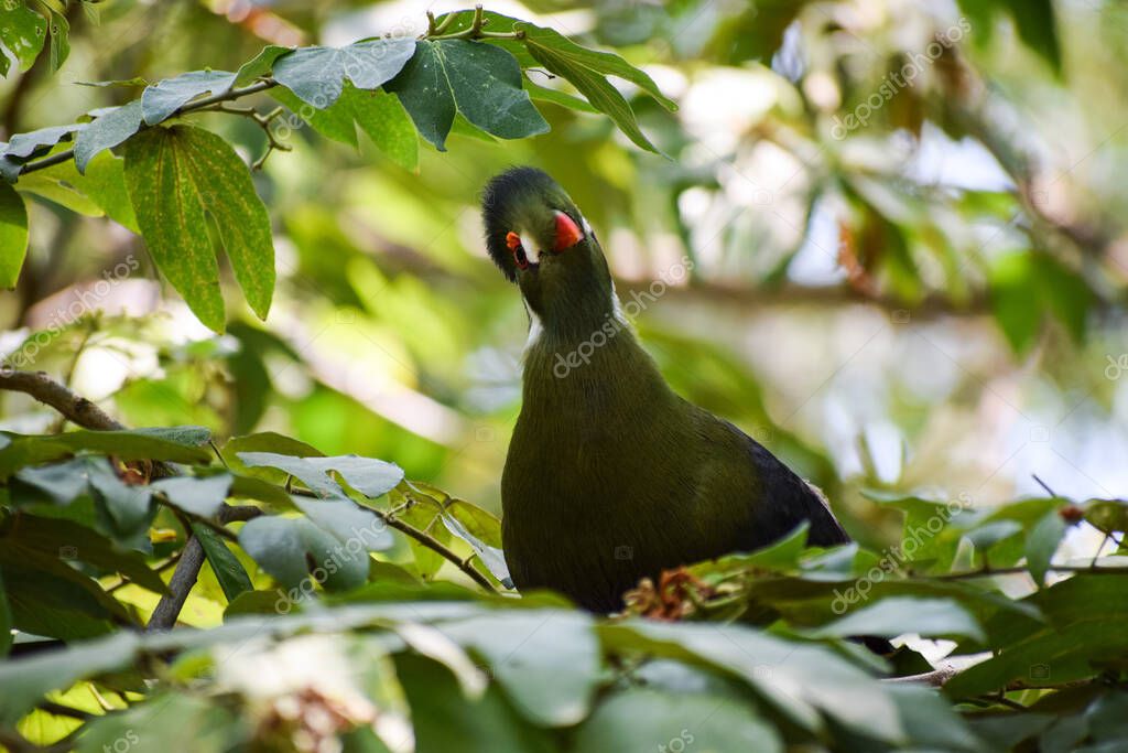 Un lindo turaco de mejillas blancas en una ramita de árbol en la selva 2022