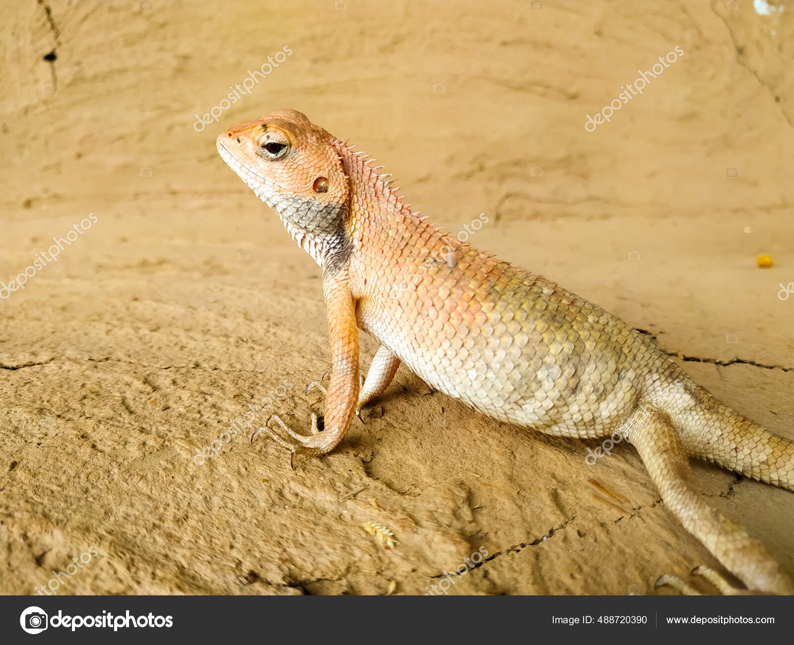 Selective Focus Spiny Agama Lizard Crawling Dried Ground — Stock Photo ...