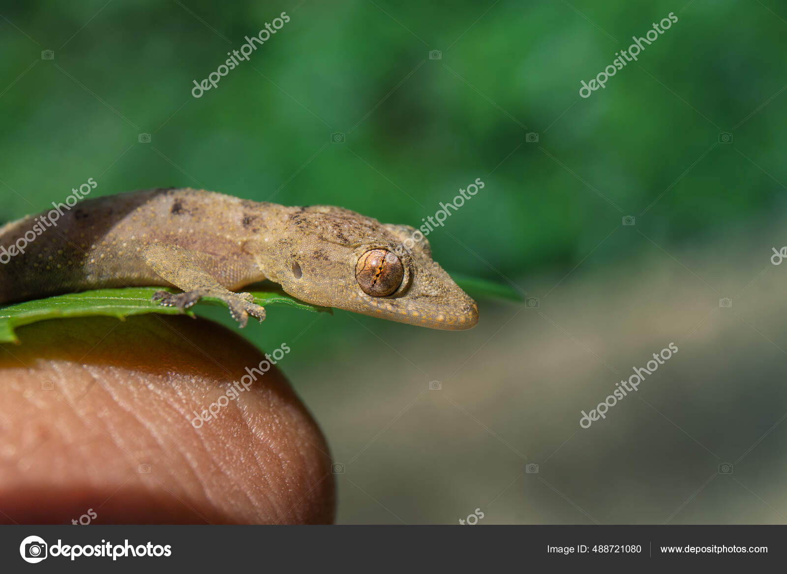 House Gecko In Vietnam