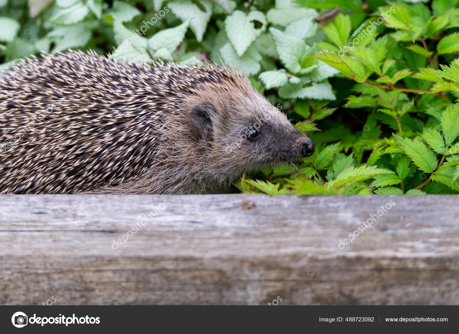 Hedgehog Shots