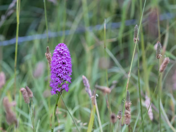 Southern Marsh Background