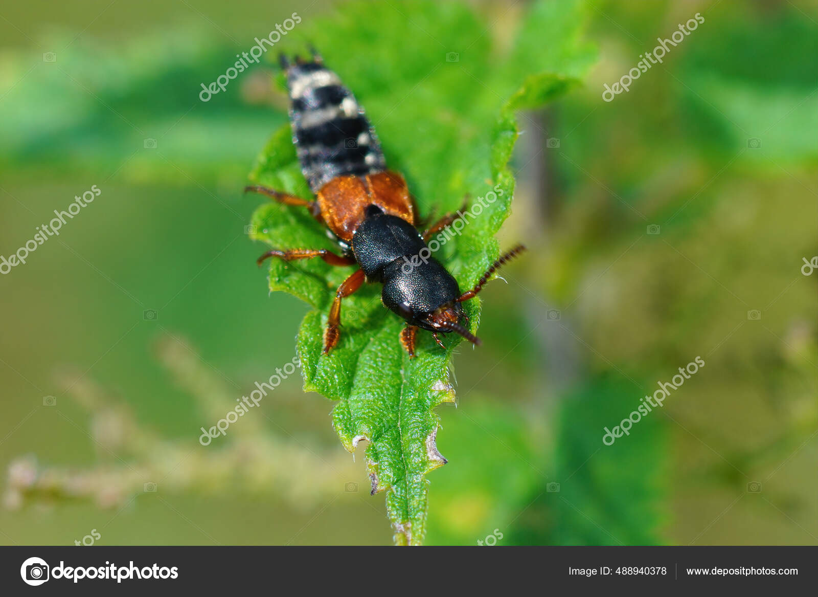Rove Beetle