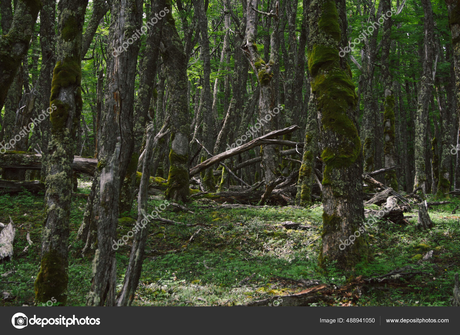 Beautiful Green Forest Thick Tree Trunks — Stock Photo © Wirestock ...