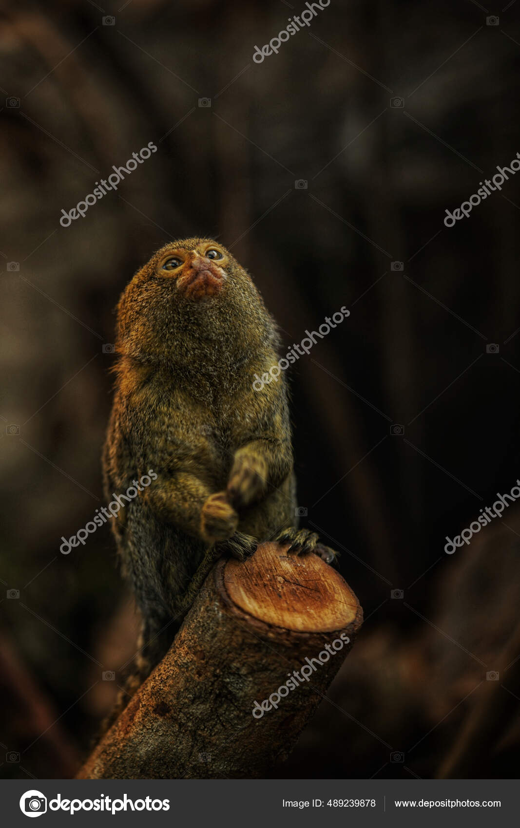 Cute Pygmy Marmoset