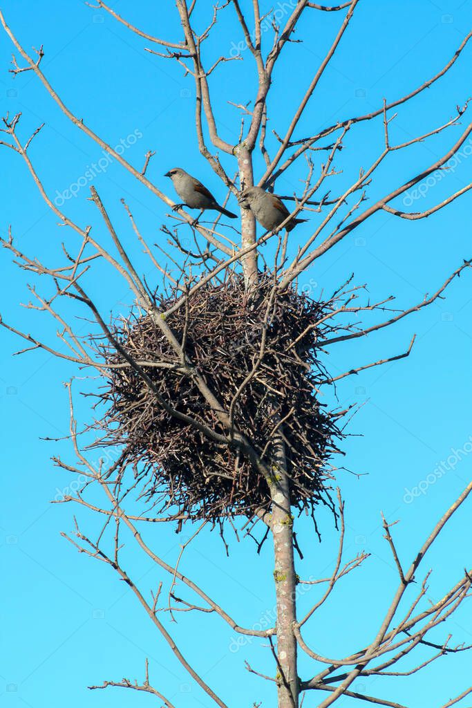 Un par de pájaros en el árbol con su nido hecho de ramitas 2024